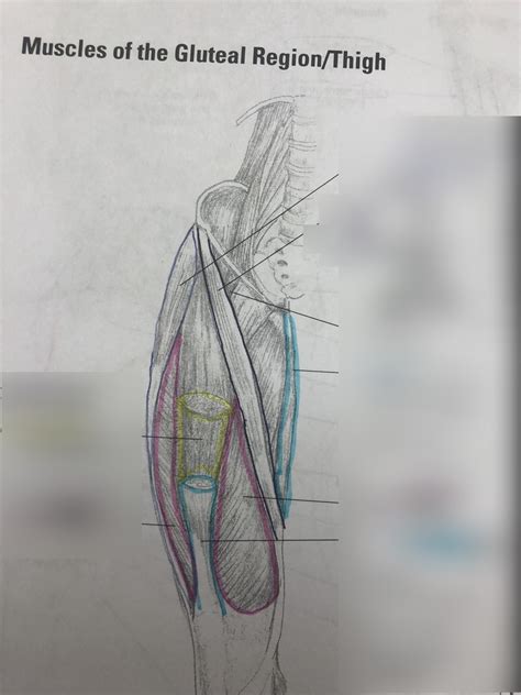 Muscles Of The Gluteal Region Thigh Diagram Quizlet