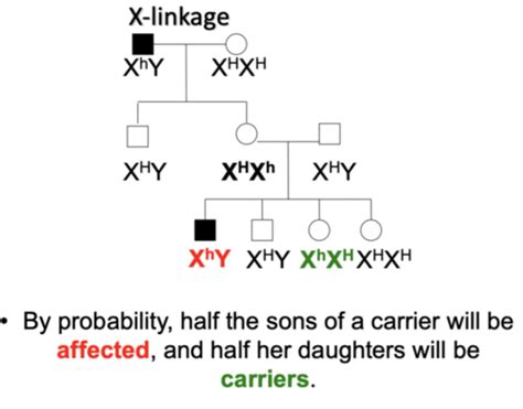 Chapter Origins Of Genetic Variation Flashcards Quizlet