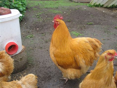 Oeuf FÉCONDE ORPINGTON FAUVE Coco Eco