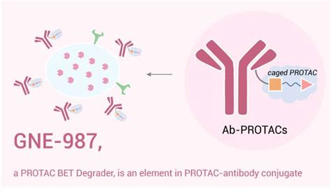 GNE 987 A BET PROTAC Degrader Is A Part Of PROTAC Antibody CLL1