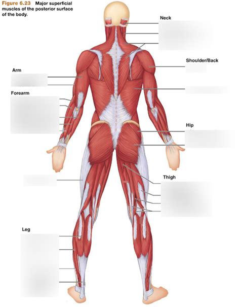 Posterior Muscles Full Body Neck Back Diagram Quizlet