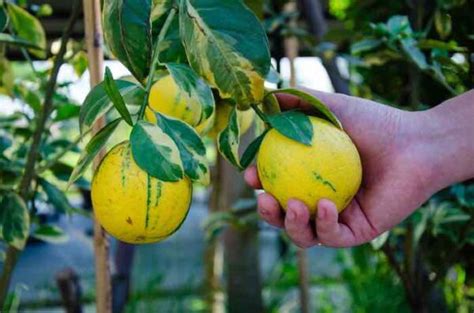 Variegated Pink Lemon Tree Minneopa Orchards