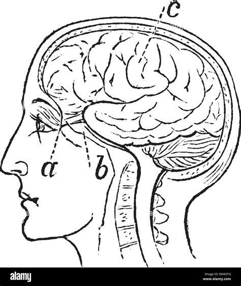 Descubrir 86 Imagen Dibujos Faciles Del Sistema Nervioso Viaterra Mx