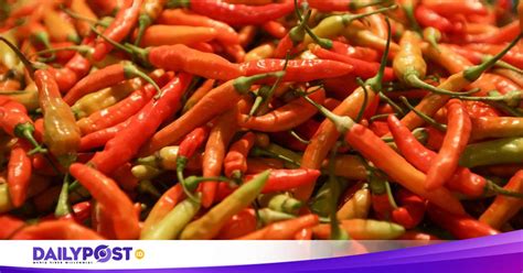 Harga Cabai Rawit Makin Pedas DAILYPOST ID