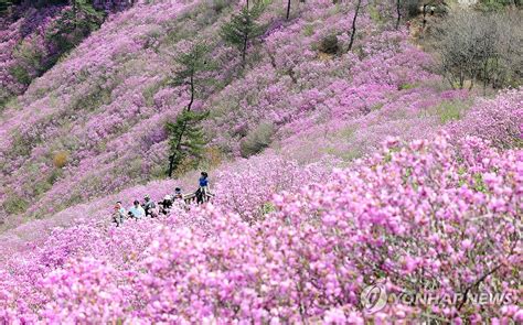 사진톡톡 분홍으로 물든 완연한 봄창원 천주산 진달래 군락지 연합뉴스