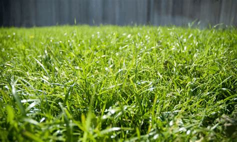 Bermuda Grass Pre Emergent Herbicide
