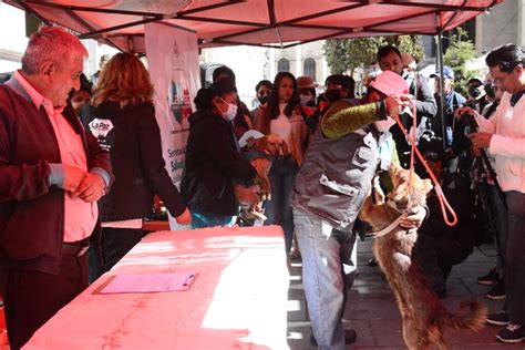 Realizan campaña gratuita de esterilización para más de 700 mascotas en