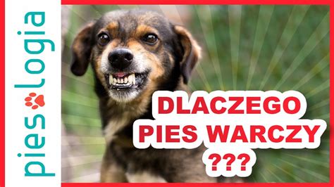Dlaczego Pies Warczy YouTube