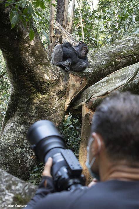 Gorilla Chimpanzee Trekking In Uganda With Marius Coetzee