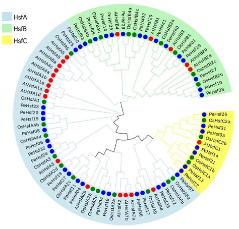 Figure From Genome Wide Identi Cation And Analysis Of The Heat Shock