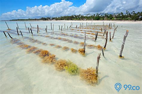 7 Cara Budidaya Rumput Laut Bisa Untung Sampai Miliaran