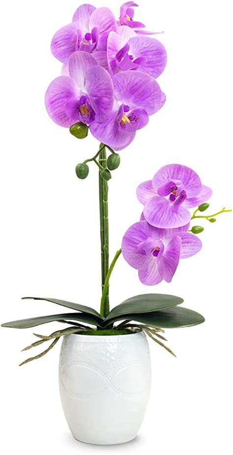 Details 300 arreglos florales de orquídeas naturales Abzlocal mx