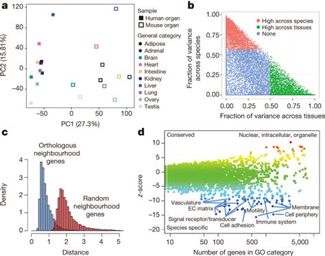 Comparative Analysis Of The Gene Expression Programs In Human And Mouse