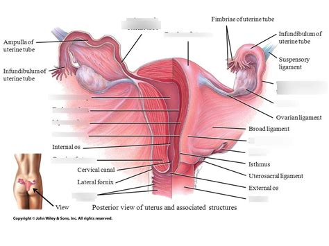 Uterus And Associated Structures Diagram Quizlet