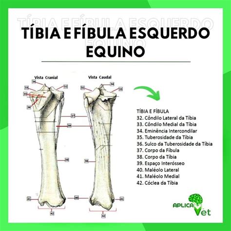 38 curtidas 0 comentários Aplica VET aplicavet no Instagram