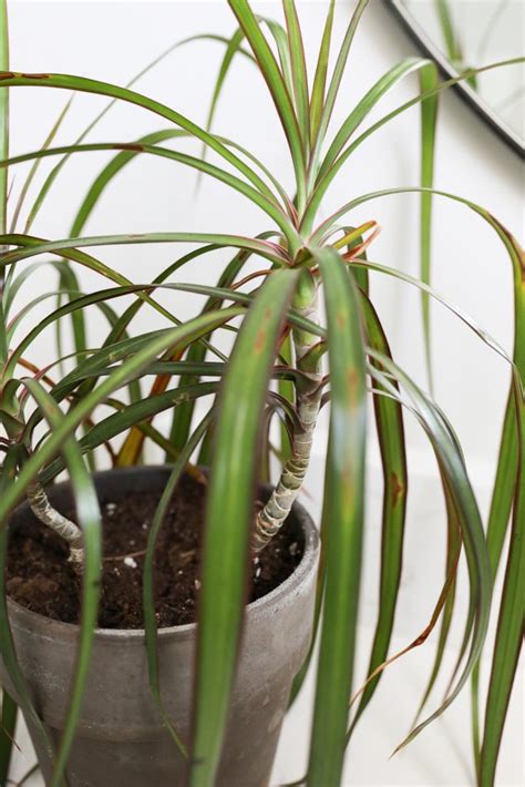 7 Best Types Of Dracaena For Your Home Paisley Plants