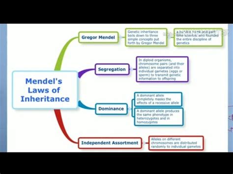 Mendel S Three Laws Of Inheritance Youtube