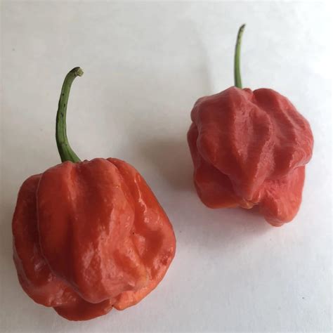 Wicked Ass Little 7 Pot Wal 7 Pepper Seeds Pepper Joes