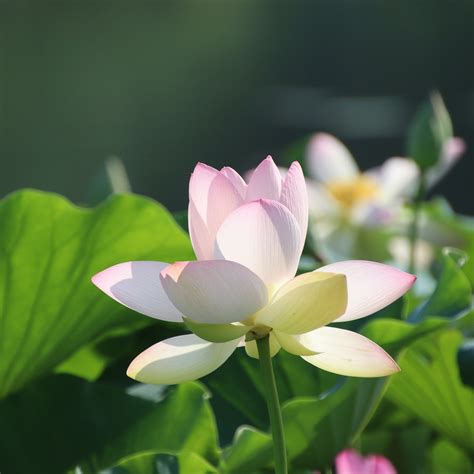 Lotus Knopp Blomma Gratis Foto P Pixabay Pixabay