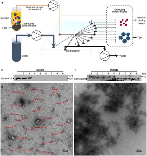 Separation Of Nanometer And Or Micrometer Biological Vesicles From Cell