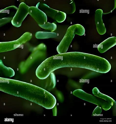 Bacteria Lactobacillus 3D Illustration Lactic Acid Bacteria Stock