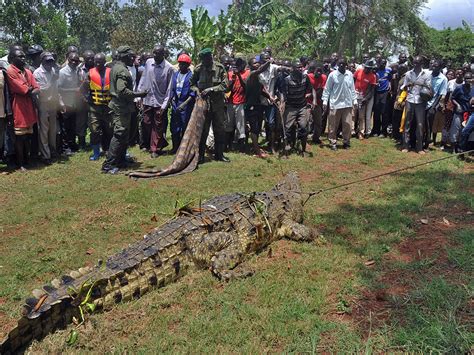 One Tonne Killer Crocodile Is Caught By Officials In Uganda After