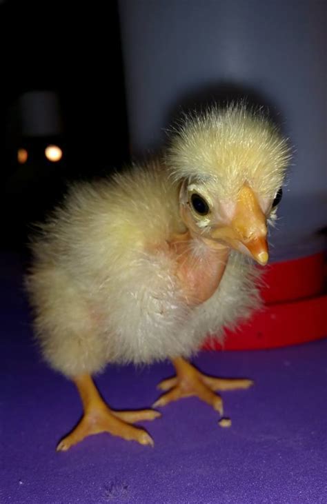 Naked Neck Turken Chicken Hatching Eggs Mixed Colors Lf Backyard