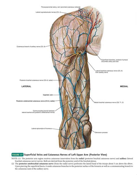 Superficial Dissection Of The Arm Posterior View