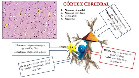 Córtex cerebral Histología y Etimología
