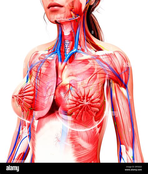 Female Anatomy Artwork Stock Photo Alamy