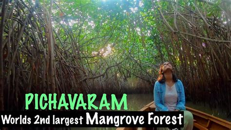 Pichavaram Mangrove Forest Nearby Pondicherry Worlds Second Largest