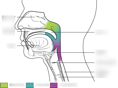 Anatomy Upper Respiratory Diagram Quizlet