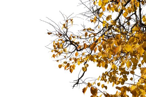 Daun Daun Ranting Pohon Foto Gratis Di Pixabay Pixabay