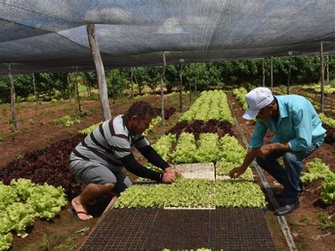 Agricultura familiar terá novo cadastro a partir desta terça feira 1º