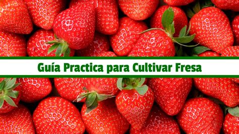 Gu A Practica Para Cultivar Fresa Pdf