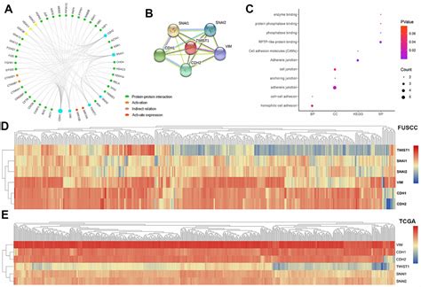 Prognostic Value Of Epithelial Mesenchymal Transition Markers In Clear