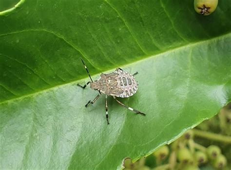 Brown Marmorated Stink Bug Biosecurity Partnership Renewed Summerfruit NZ