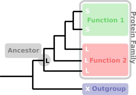 ancestral sequence reconstruction