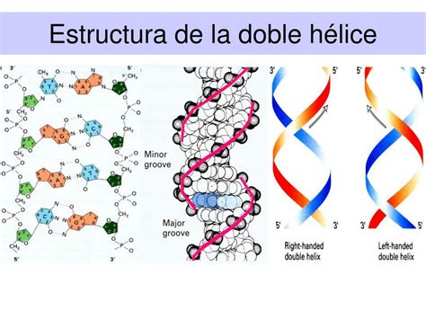 Ppt Mecanismo De Replicaci N Y Funci N Del Adn Powerpoint