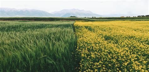 How Crop Rotation And Cover Crops Are Important To Sustainable