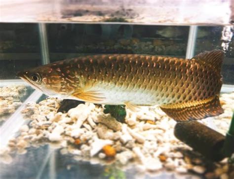 Arowana Jardini SI Ikan Naga Asli Papua Nakama Aquatics