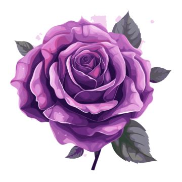 Purple Roses Vector Sticker Clipart Bouquet Of Purple Roses On A White