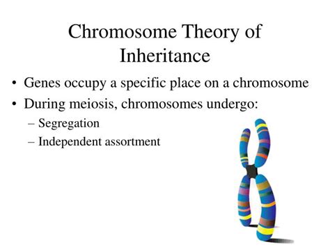 ppt chromosome theory of inheritance powerpoint presentation id 3595959