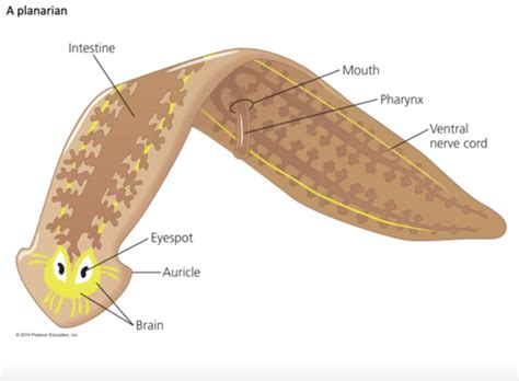 Ch 25 Bio Worms And Mollusks Flashcards Quizlet