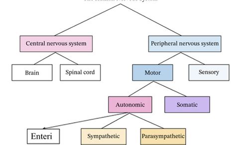 Pharma Week 12 Autonomic Nervous System Flashcards Quizlet