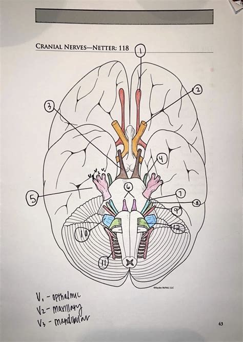 Cranial Nerves Diagram Quizlet