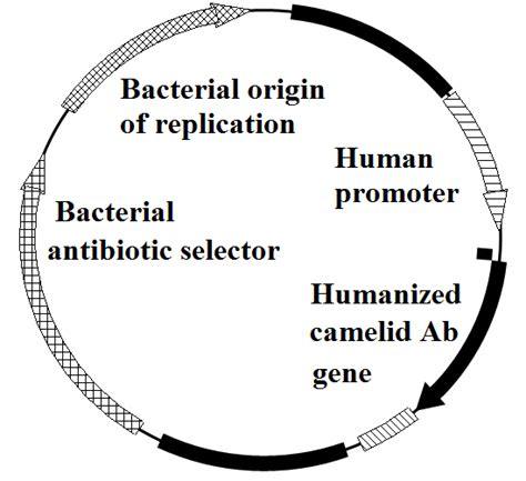 Synthetic Intra Cellular Hiv Vaccine Butterfly Sciences