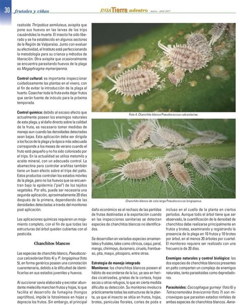 P Ster T Cnico Manejo De Las Principales Plagas Del Palto