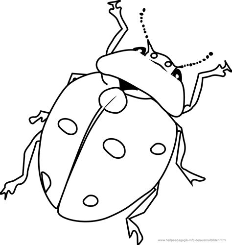 Ausmalbilder Käfer Schmetterlinge Insekten