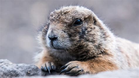 Groundhog Day 2021 Punxsutawney Phil Predicts X96
